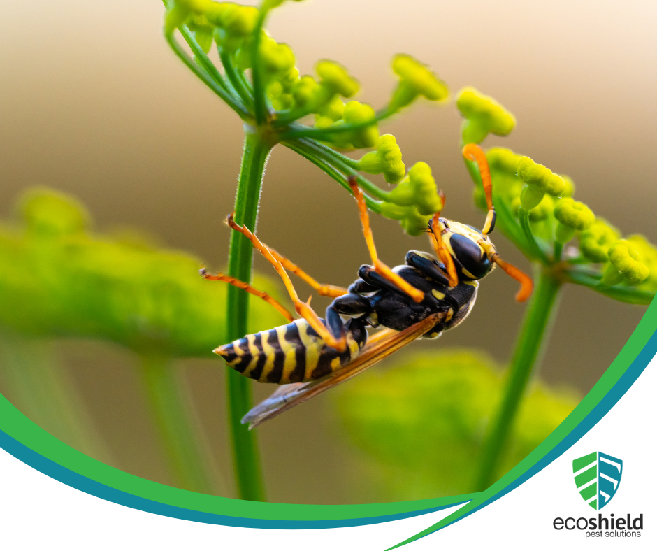 What Wasps Have The Most Painful Sting?